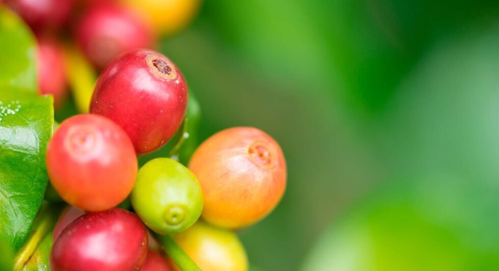 El Cinturón del Café: Descubriendo la Región de Producción de Café más ...